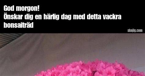 God Morgon Skämt Och De Bästa Roliga Bilderna