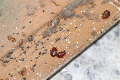 Bed Bug Vs Tick Outdoor Pests