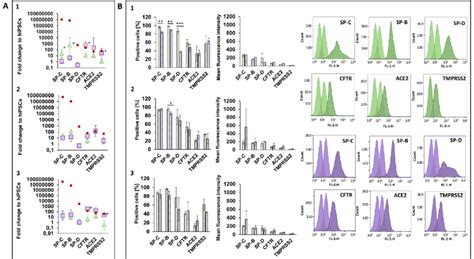 Analysis Of Alveolar Epithelial Like Cells Type 2 Aec2 On Day 23