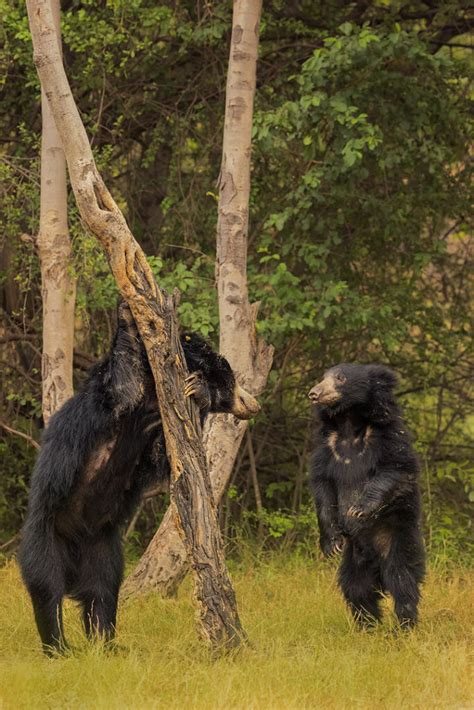 Standing Sloth Bear Cub Francis J Taylor Photography