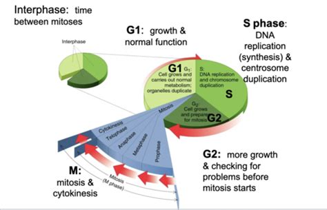Mitosis And Cytokenesis Flashcards Quizlet