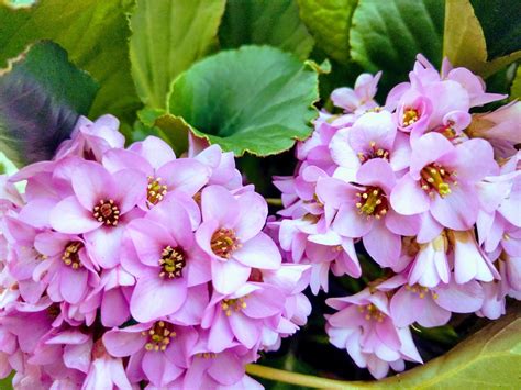 5 plantes qui peuvent rester en jardinière pendant toute une année