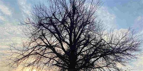 Tree Is Dying Learn The Signs And Solutions