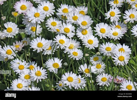 Common Daisy English Daisy Meadow Daisy Bellis Perennis Flowers
