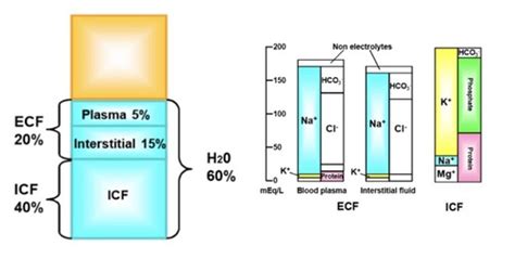 Flashcards Biological Membranes Quizlet
