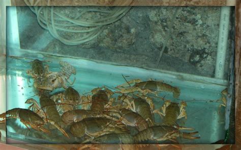 «Էրեբունի Ամրոց Գարեջրատուն Խեցգետինները կրկին մեզ հյուր են եկել Շտապեք «Էրեբունի ամրոց