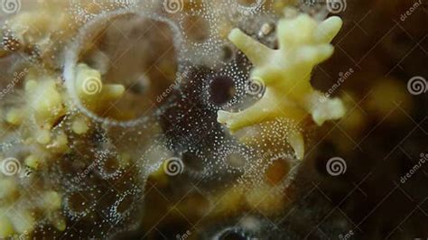 Encrusting Colonial Ascidian Form Or Tunicate Diplosoma Sponorme
