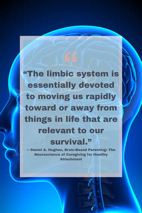 Understanding Our Limbic Brain And Emotional Responses