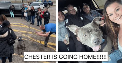 After 600 Days In The Shelter Adorable Adopted Doggo Chester Met