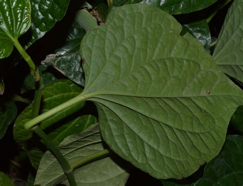 Piper Sarmentosum Eflora Of India