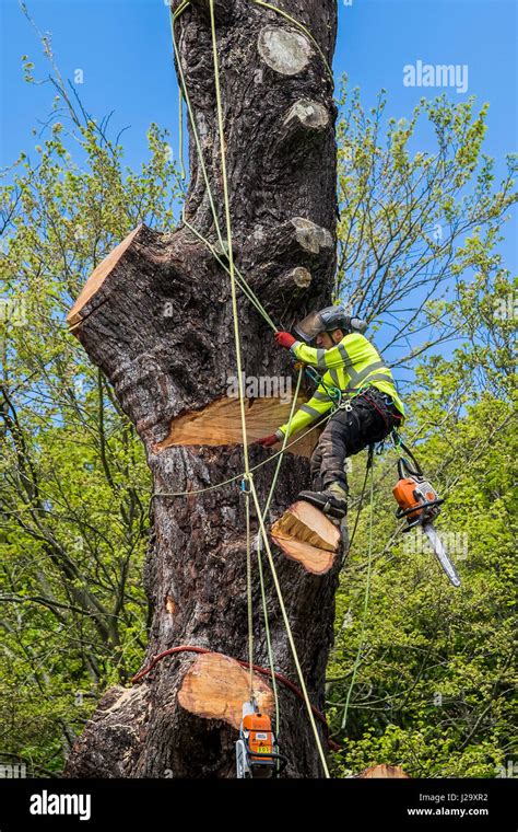 Tree Surgeon Arborist Arboriculture Expert Dangerous Occupation Cutting Down Tree Using Chain