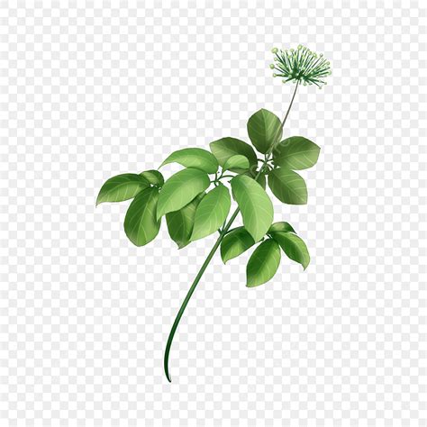 三七藥材 中草藥藥材中藥 國醫傳承 中草藥三七PNG去背圖片素材免費下載免摳圖設計圖案下載 Pngtree