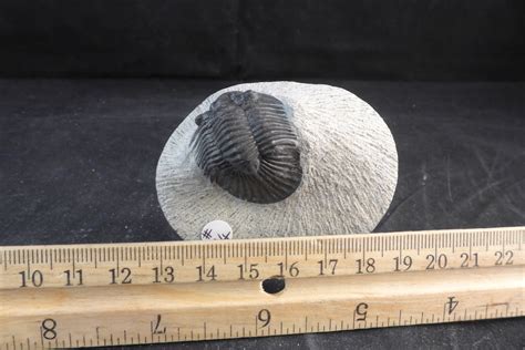 Scutellum Trilobite Scu 2 D15 R