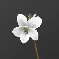 すみれぐさプロフィール Ci enシエン
