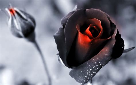 Black And Red Rose Wonderful Romantic Flower