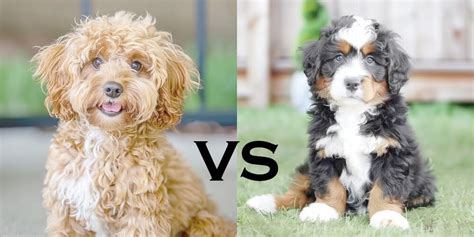 The Ultimate Guide To Doodle Breeds Golden Doodles Bernedoodles And