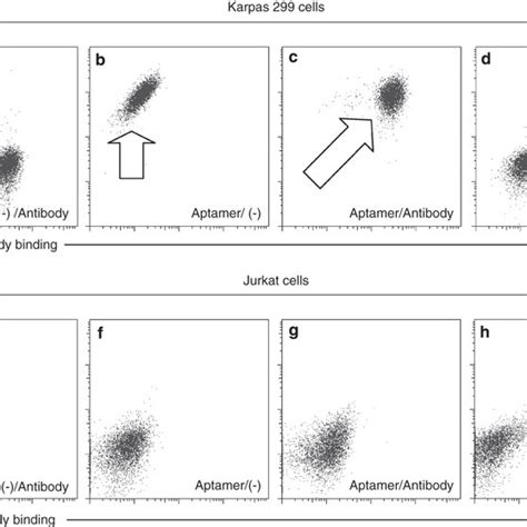 Multicolor Staining Of Cells By Combined Exposure To The Cd30 Aptamer