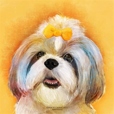 緣來是你西施犬郁緣的地球之旅ᴥ shihtzu yuyuan Threads Say more