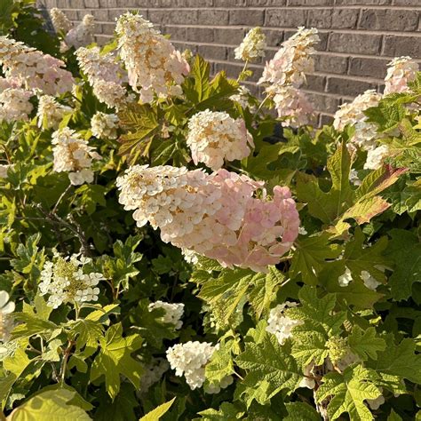 Ruby Slippers Oakleaf Hydrangea Hydrangea Quercifolia Ruby Slippers