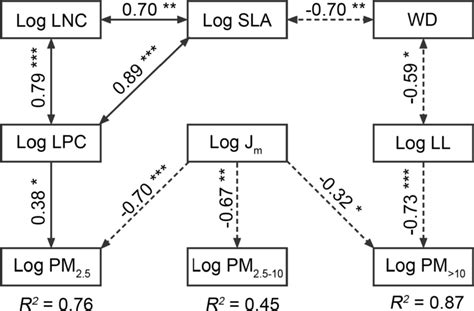 Path Diagram Representing How Leaf Nitrogen Content Lnc Leaf Download Scientific Diagram
