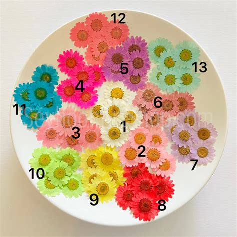 گل خشک بابونه پرسی وارداتی Vip