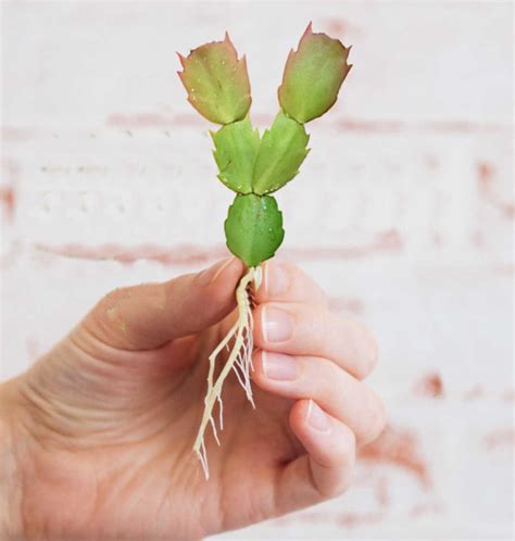 Thanksgiving Cactus Propagation Multiply Your Plant Three Ways