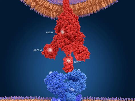 The Science You Need To Understand About Covid 19 Variants And Vaccines