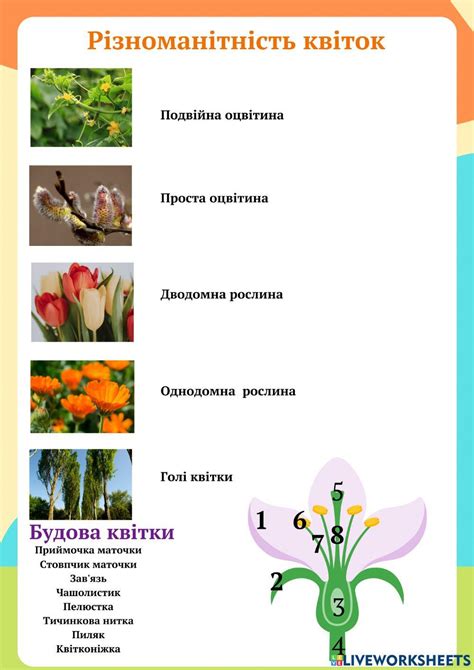 2324063 Будова квітки та різноманітність квіток