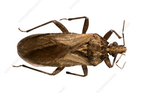 Triatomine Bug Stock Image C016 5633 Science Photo Library