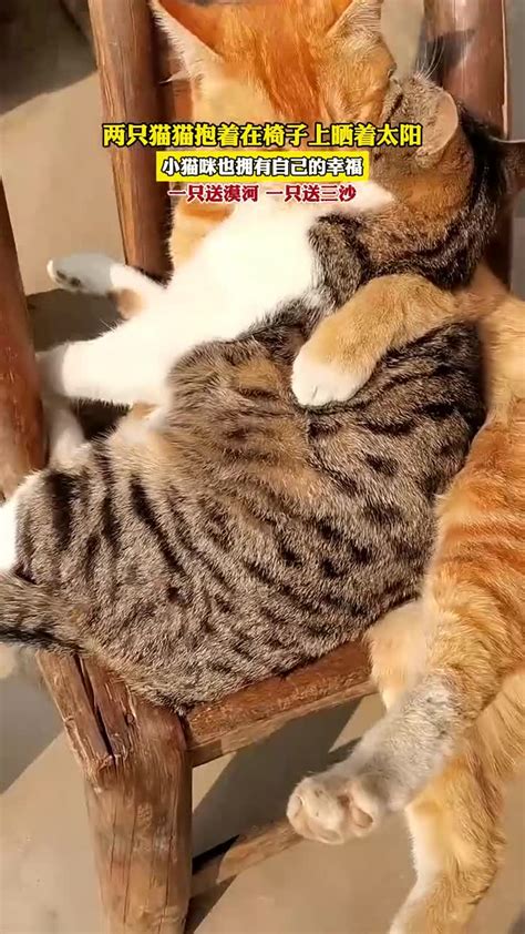 两只猫猫抱着在椅子上晒着太阳小猫咪也拥有自己的幸福