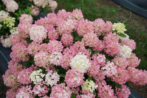 Fire Light Tidbit® Panicle Hydrangea Hydrangea Paniculata Proven
