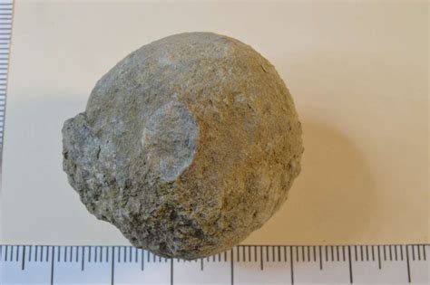 Siphonia Cretaceous Sponge Fossil Id The Fossil Forum