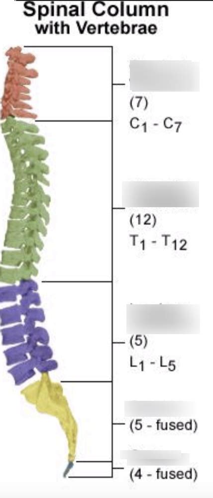 Spinal Column Diagram Quizlet