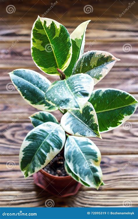Potted Ficus Elastica Plant On A Wooden Background Closeup Selectiv