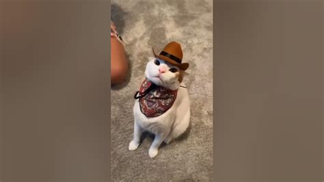 Funny Cat Compilation Youtube