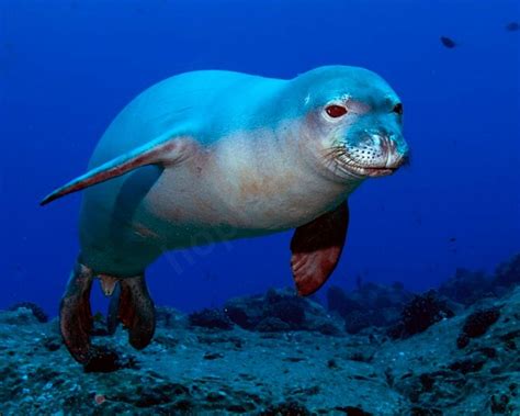 Top 10 Endangered Marine Species Hopfar