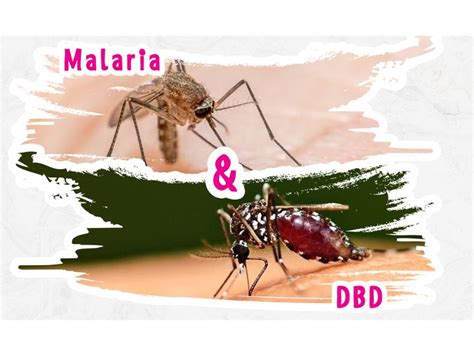 Puskesmas Perampuan Perbedaan Antara Demam Berdarah Dan Malaria