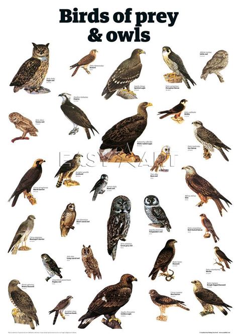 Sorry No Results Were Found King And Mcgaw Birds Of Prey Backyard Birds Birds