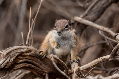 Squirrel Chipmunk Rodent Free Photo On Pixabay Pixabay