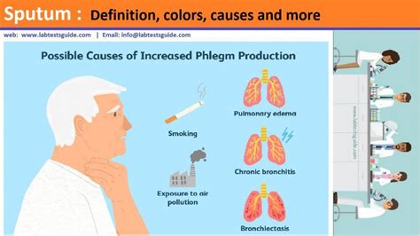 Sputum Lab Tests Guide