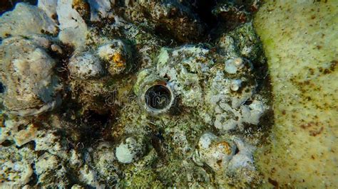 Great Wormsnail Or Great Worm Shell Ceraesignum Maximum Undersea Red