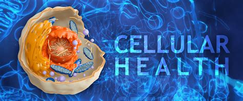 Eating Clean For Cellular Health Metabo