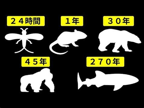 生き物の寿命 YouTube