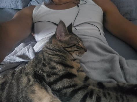 Nap Time Cats In 2024 Pretty Cats Grey Tabby Cats Friend Photos