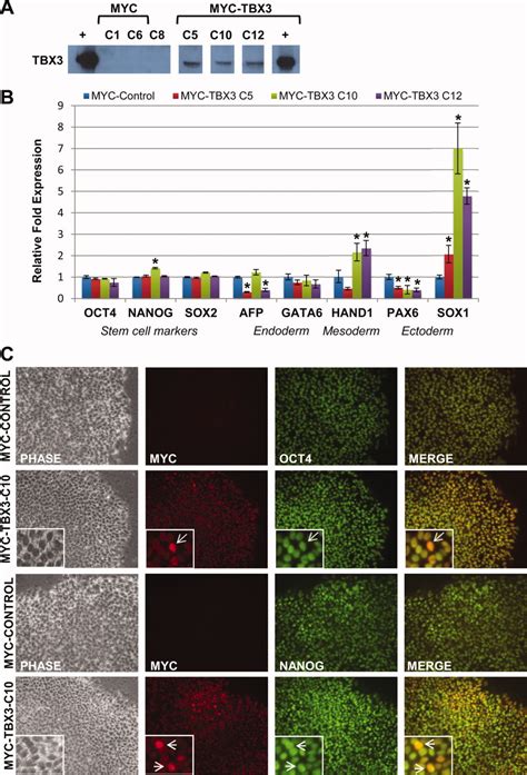 Tbx3 Promotes Human Embryonic Stem Cell Proliferation And