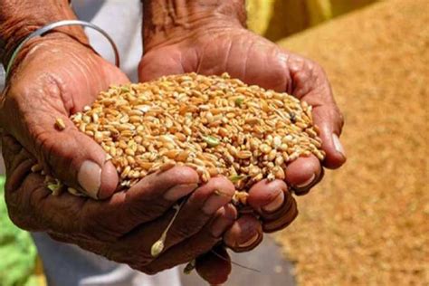 Pmgkay Update Is Govt Planning To Extend Free Ration Scheme Beyond