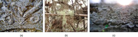Ecology Of Fungi Introductory Biology Evolutionary And Ecological