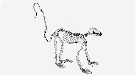 Lemur Skeleton 3d Model Low Poly Team 3d Yard
