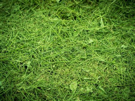Fresh Mowed Grass Stock Image Image Of Flora Blade Environment 2281841
