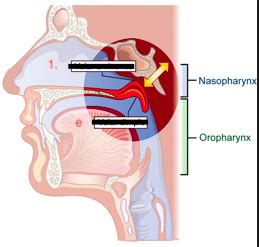 E4 Velopharyngeal Nasal Physiology Flashcards Quizlet